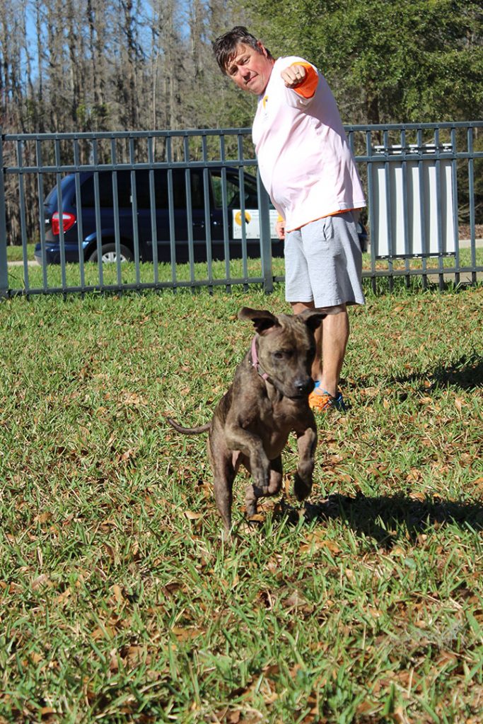 If You Have A Dog Who Needs Training, Check Out Don’s Dogs ...