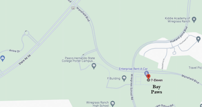 Bay Paws Pet Resort Begins Construction In Wiregrass — Neighborhood News